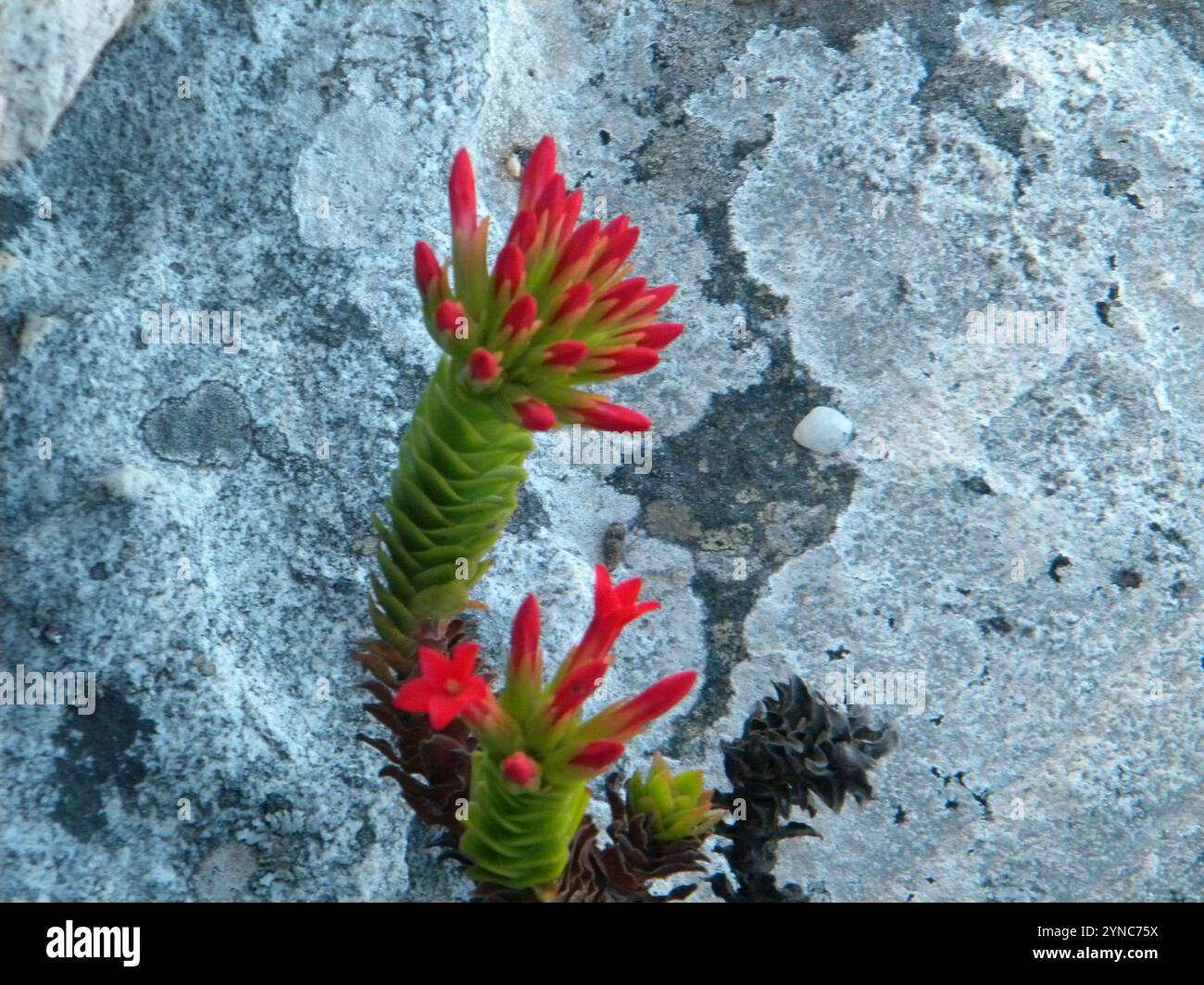 Rochea (Crassula coccinea Stock Photo - Alamy