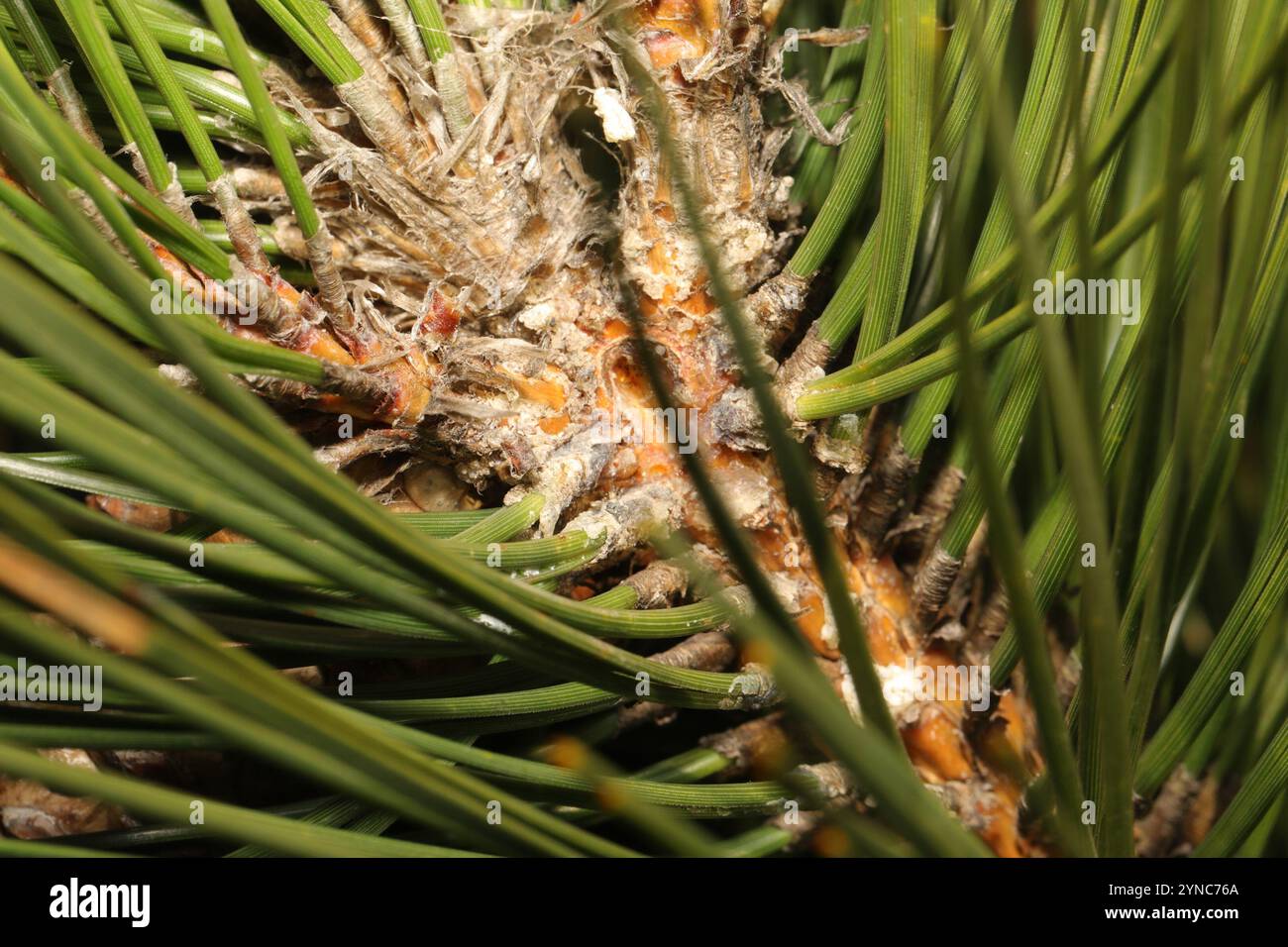 black pine (Pinus nigra Stock Photo - Alamy