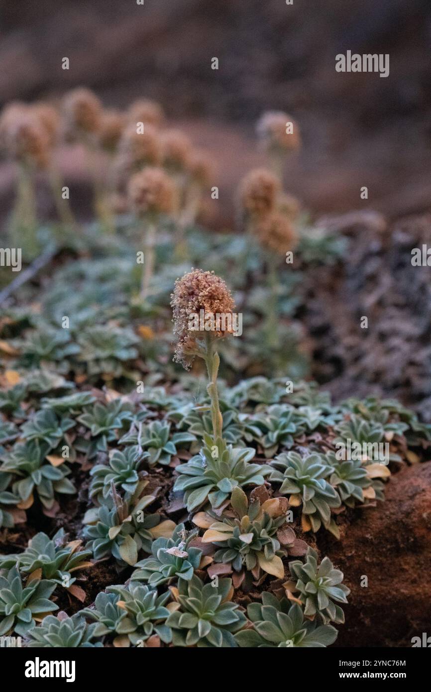 mat rock spiraea (Petrophytum caespitosum Stock Photo - Alamy
