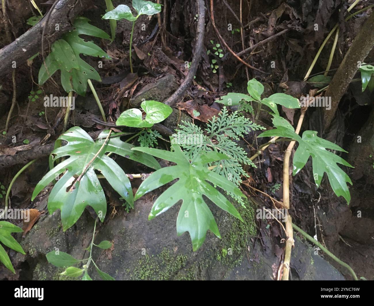 Mayoi hi-res stock photography and images - Alamy