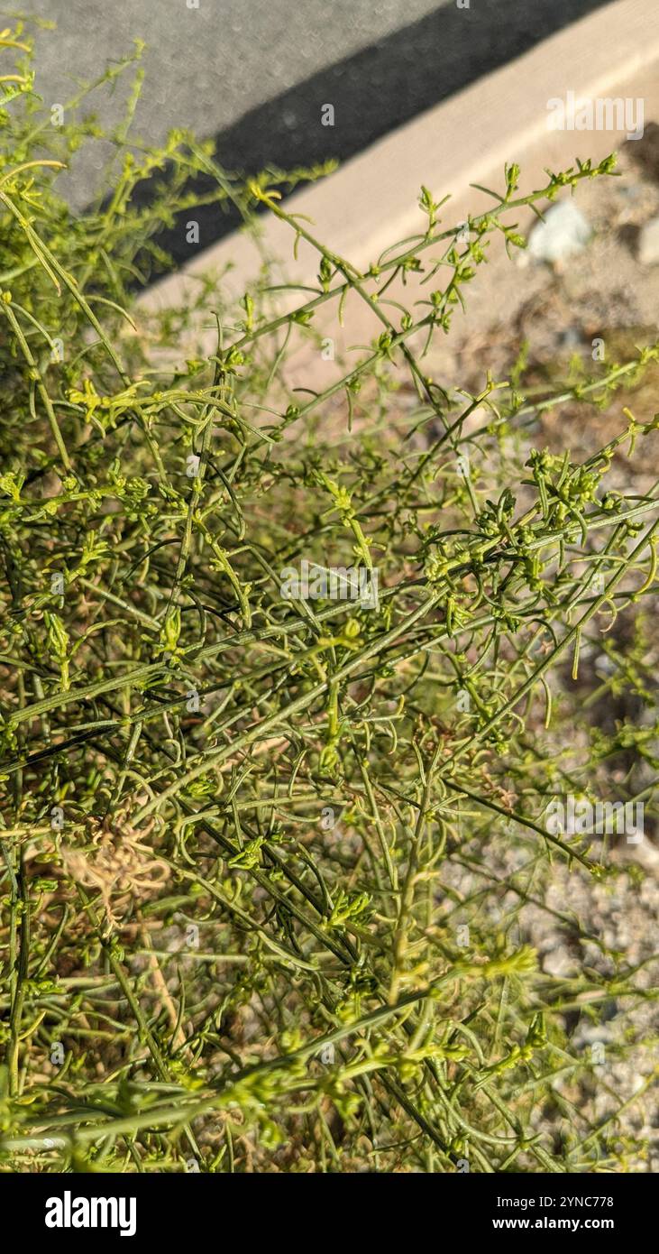 Cheesebush (Ambrosia salsola Stock Photo - Alamy