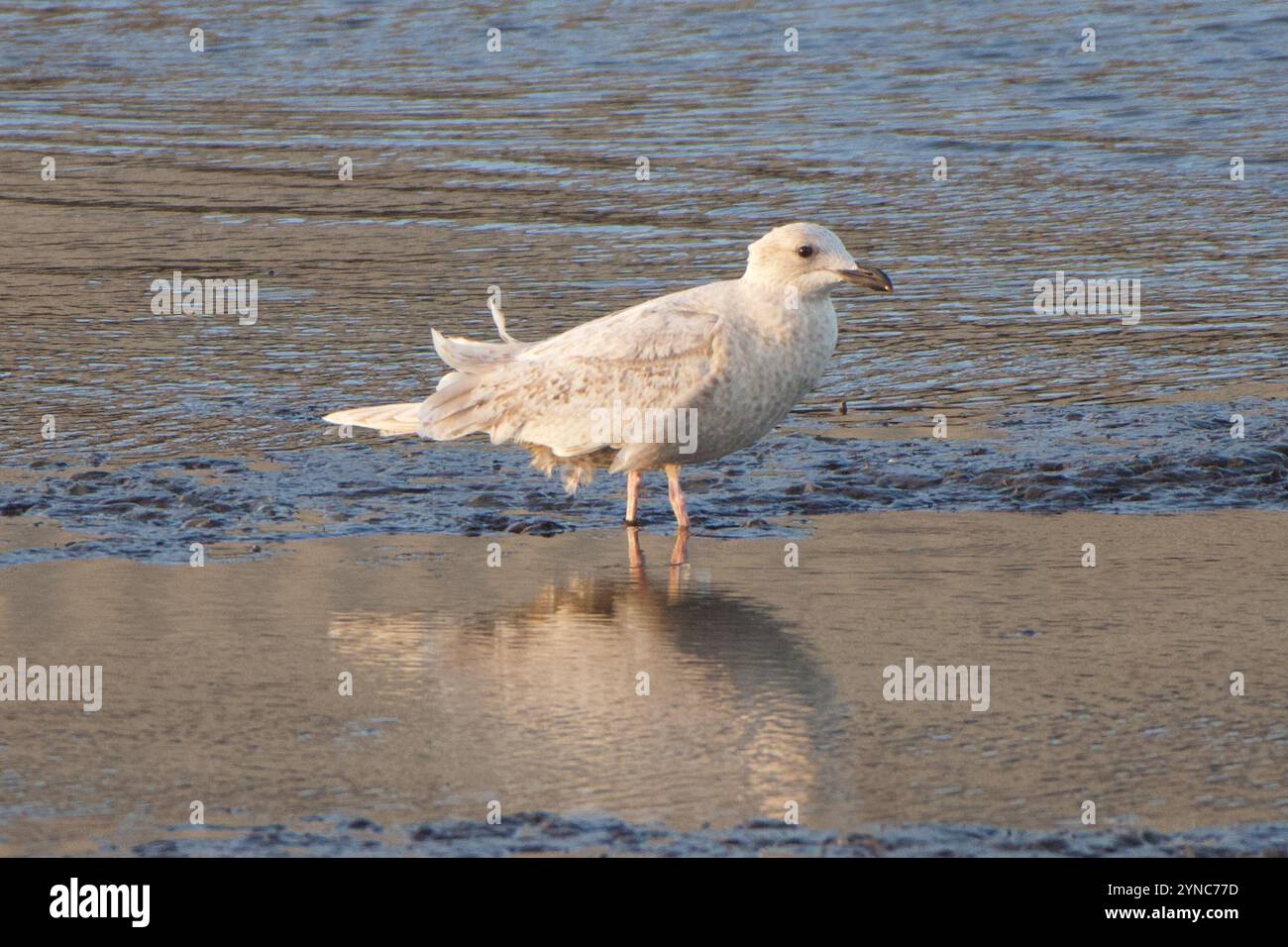 Larus glaucoides thayeri hi-res stock photography and images - Alamy