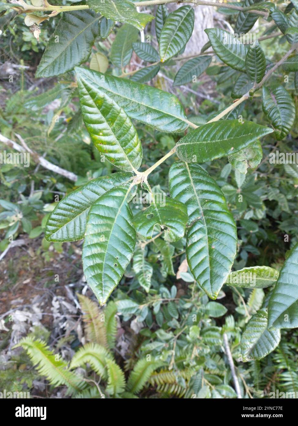 Tanoak (Notholithocarpus densiflorus Stock Photo - Alamy