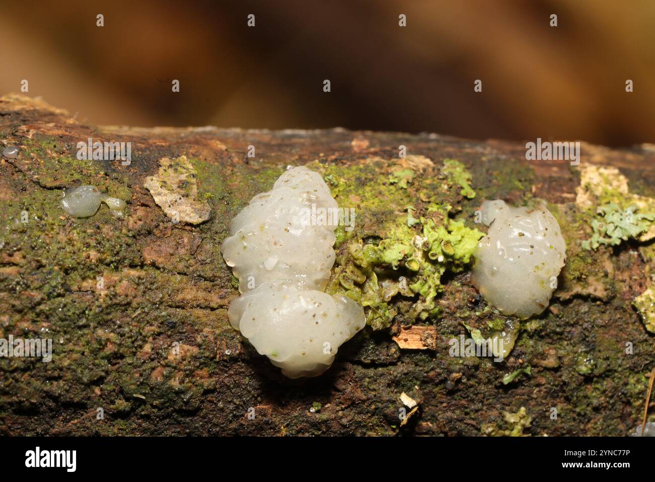 Crystal Brain Fungus (Myxarium nucleatum Stock Photo - Alamy