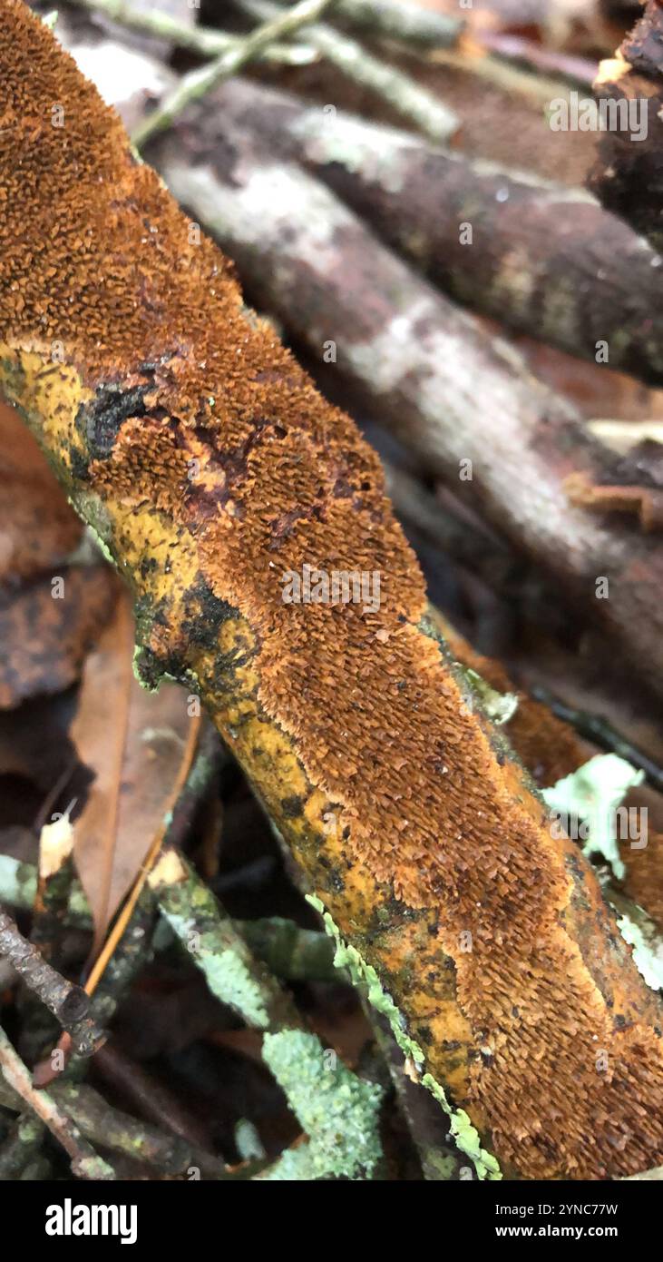 brown-toothed crust fungus (Hydnoporia olivacea Stock Photo - Alamy