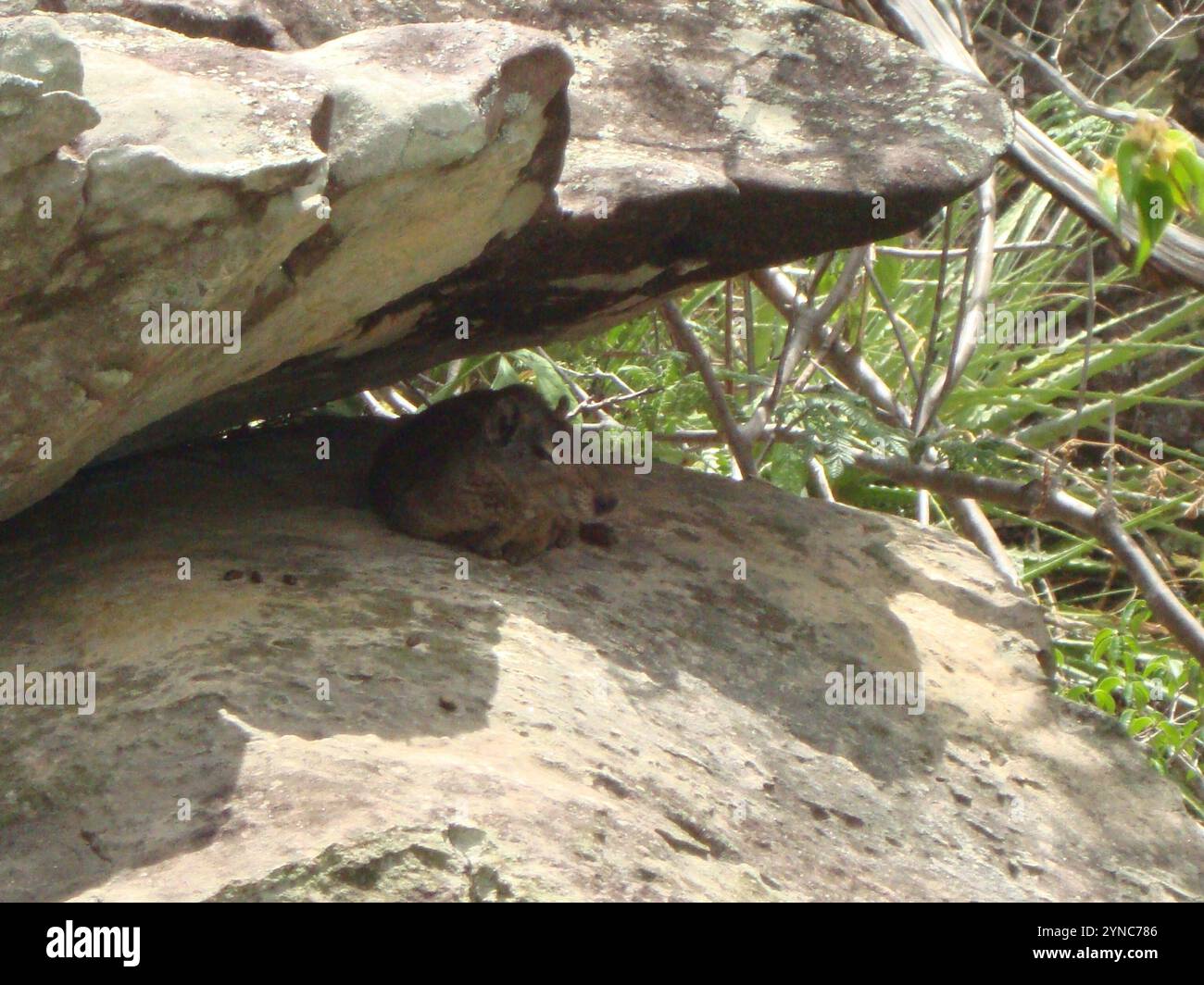 Rock Cavy (Kerodon rupestris Stock Photo - Alamy
