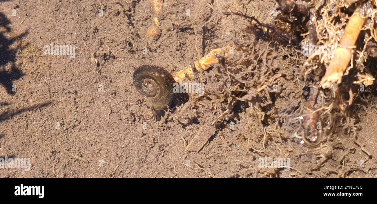 Great Ram's-horn (Planorbarius corneus Stock Photo - Alamy