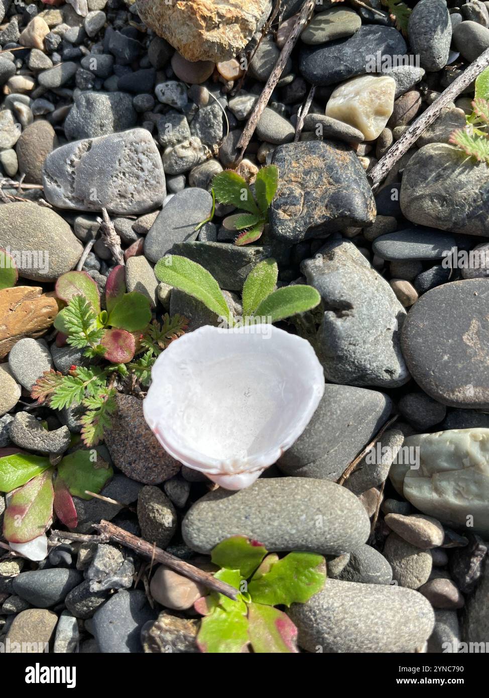 Asian Clam (Corbicula fluminea Stock Photo - Alamy