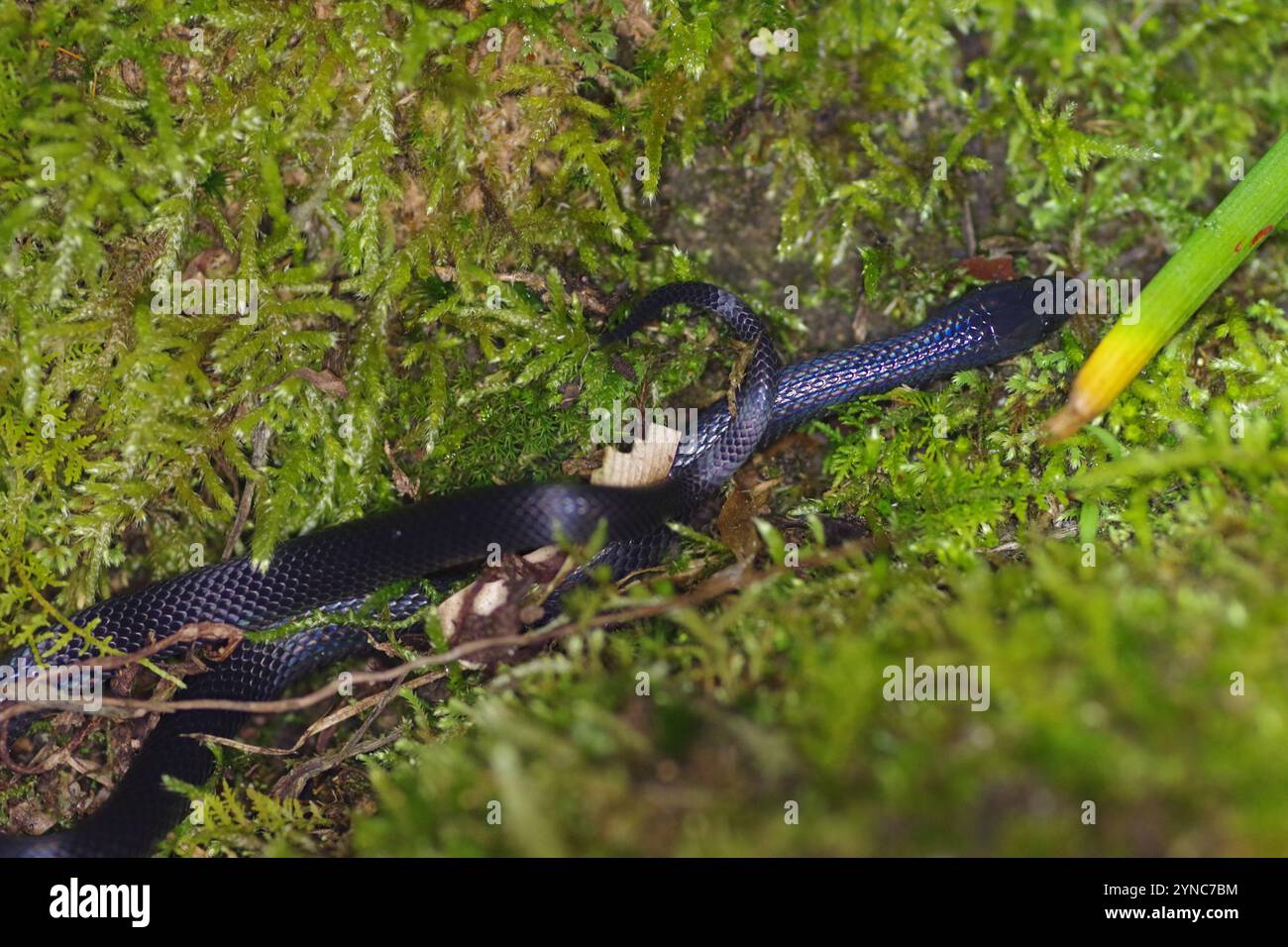 Geophis hi-res stock photography and images - Alamy