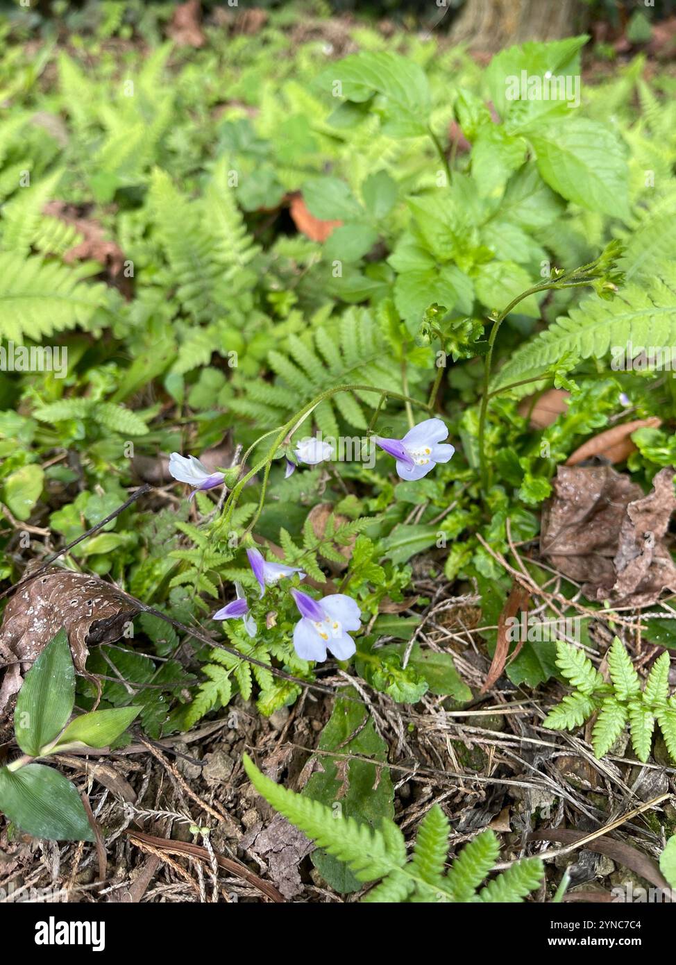 Taiwan Mazus (Mazus fauriei Stock Photo - Alamy