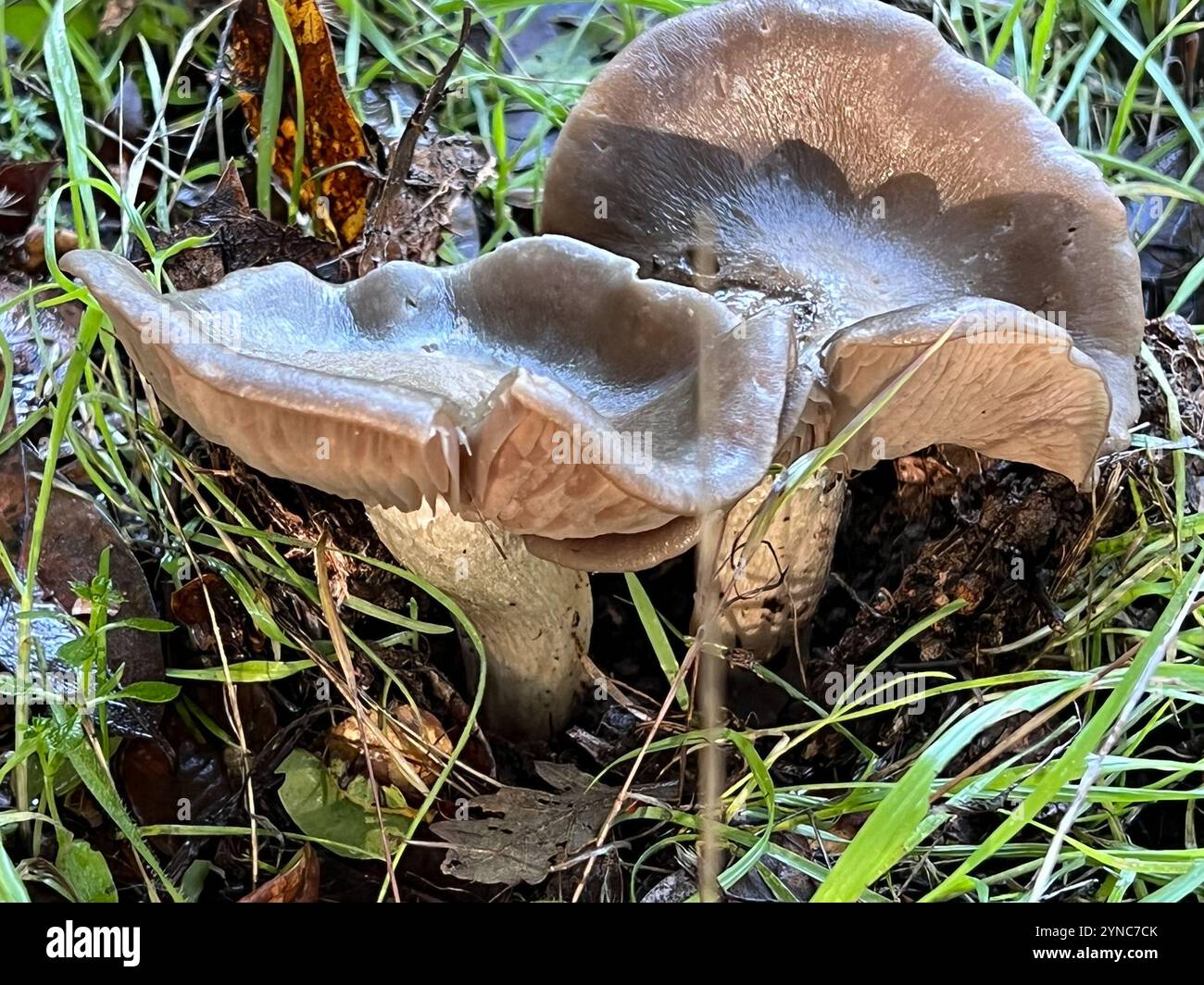 Bleachy Entoloma (Entoloma ferruginans Stock Photo - Alamy