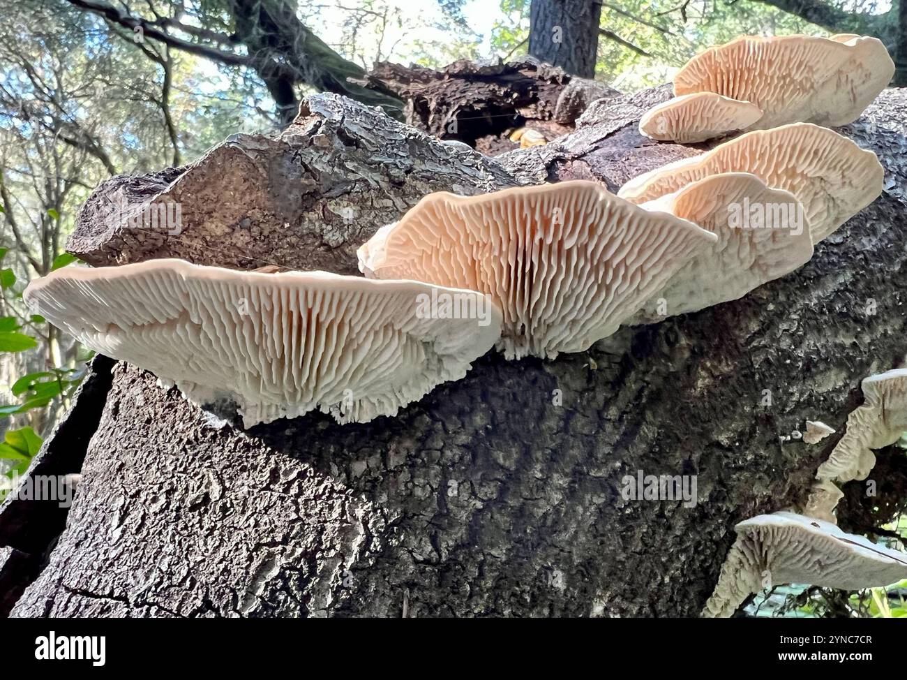Gilled Polypore (Trametes betulina Stock Photo - Alamy