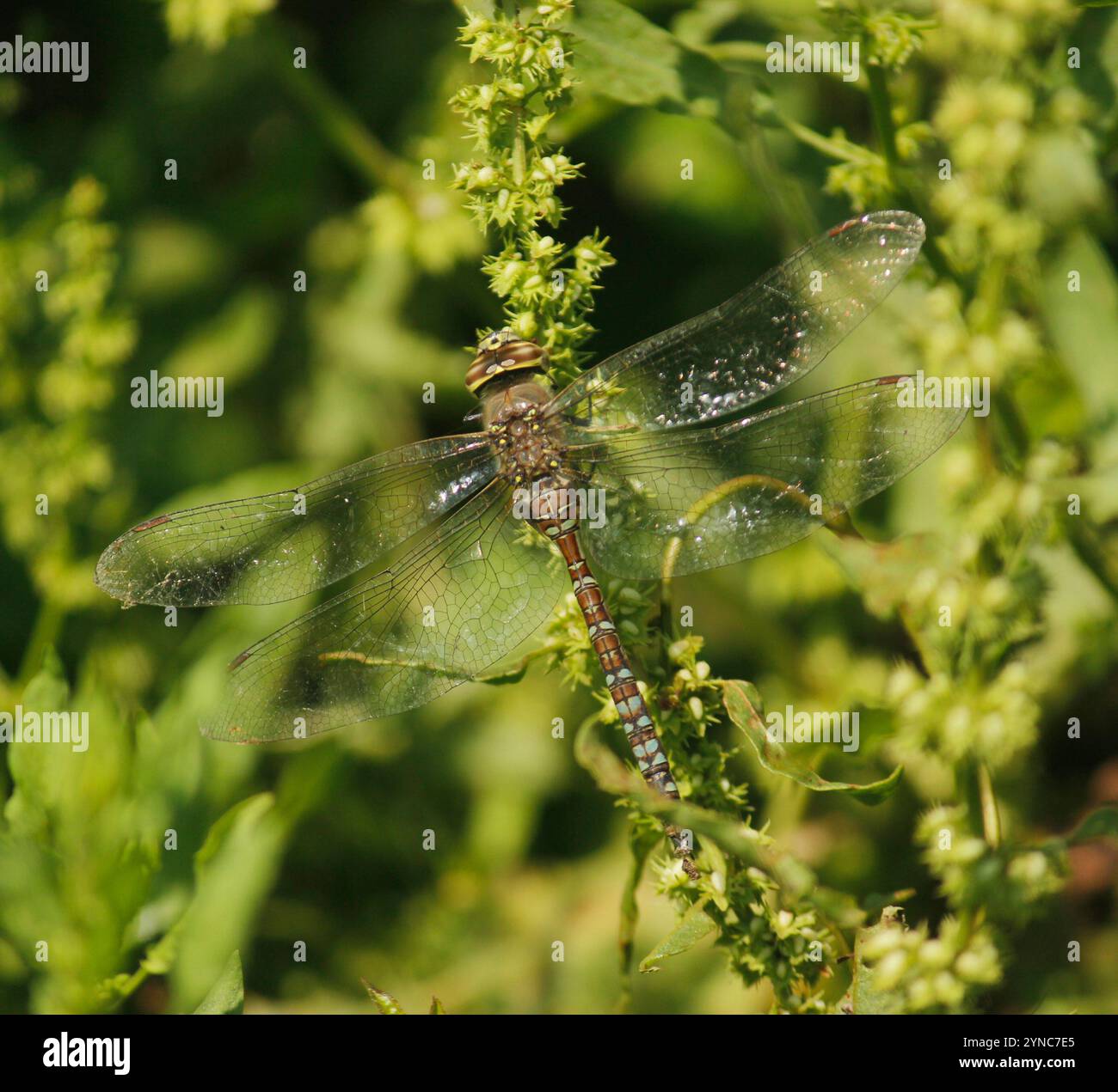 Neotropical Darners (Rhionaeschna Stock Photo - Alamy
