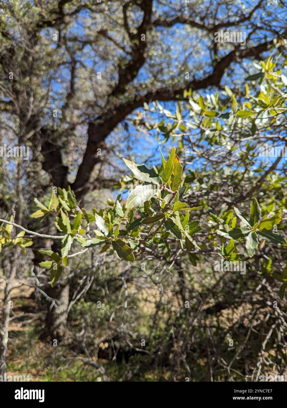Emory oak (Quercus emoryi Stock Photo - Alamy