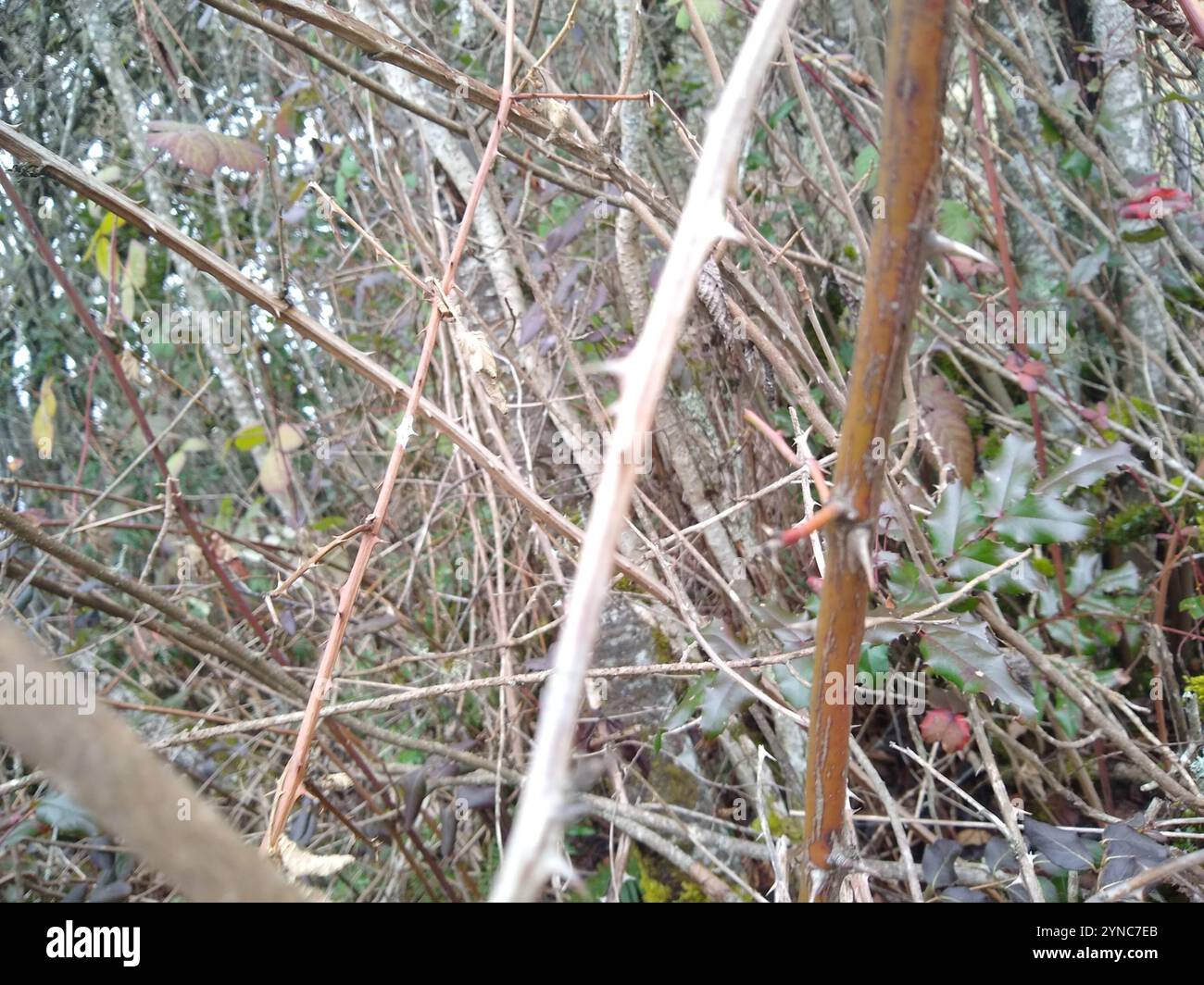 Nootka rose (Rosa nutkana Stock Photo - Alamy
