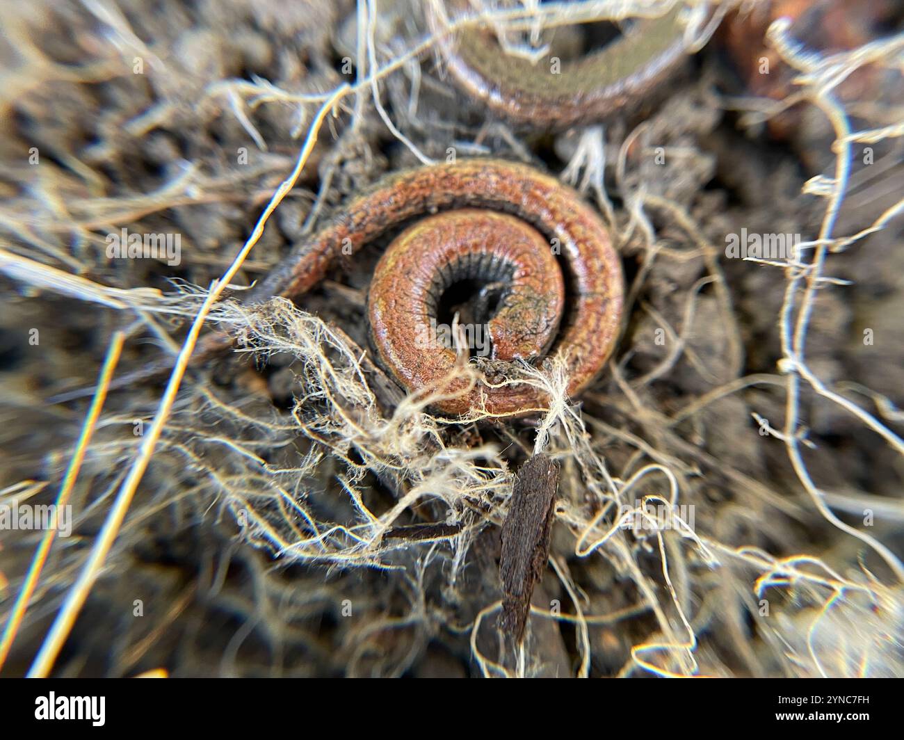 California Slender Salamander (Batrachoseps attenuatus Stock Photo - Alamy