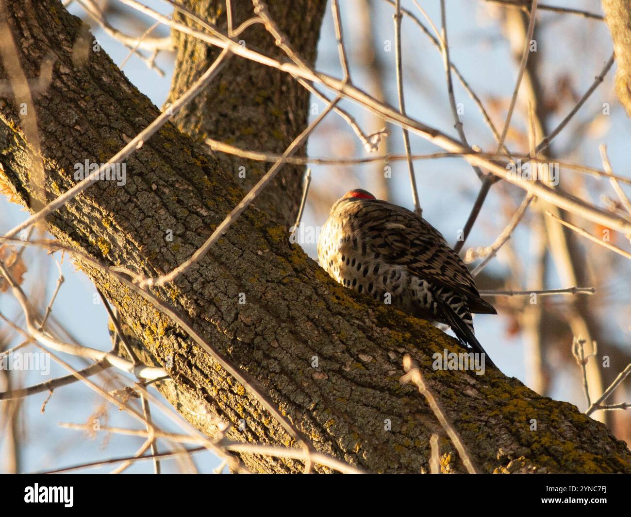Northern Flicker (Colaptes auratus Stock Photo - Alamy