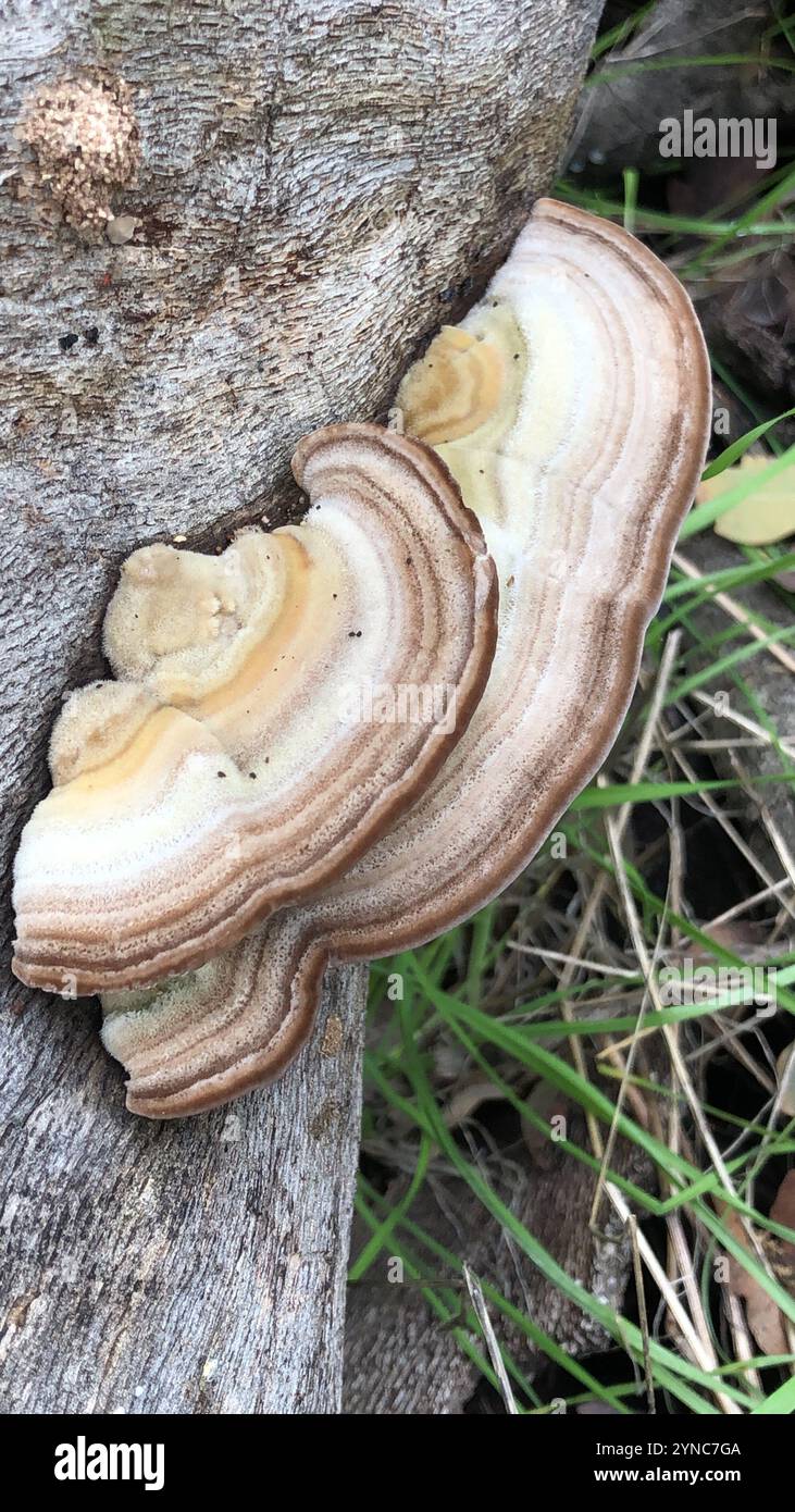 Gilled Polypore (Trametes betulina Stock Photo - Alamy