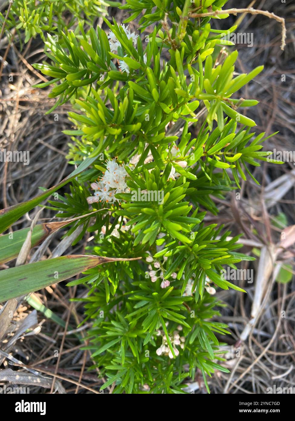 African Asparagus (Asparagus aethiopicus Stock Photo - Alamy