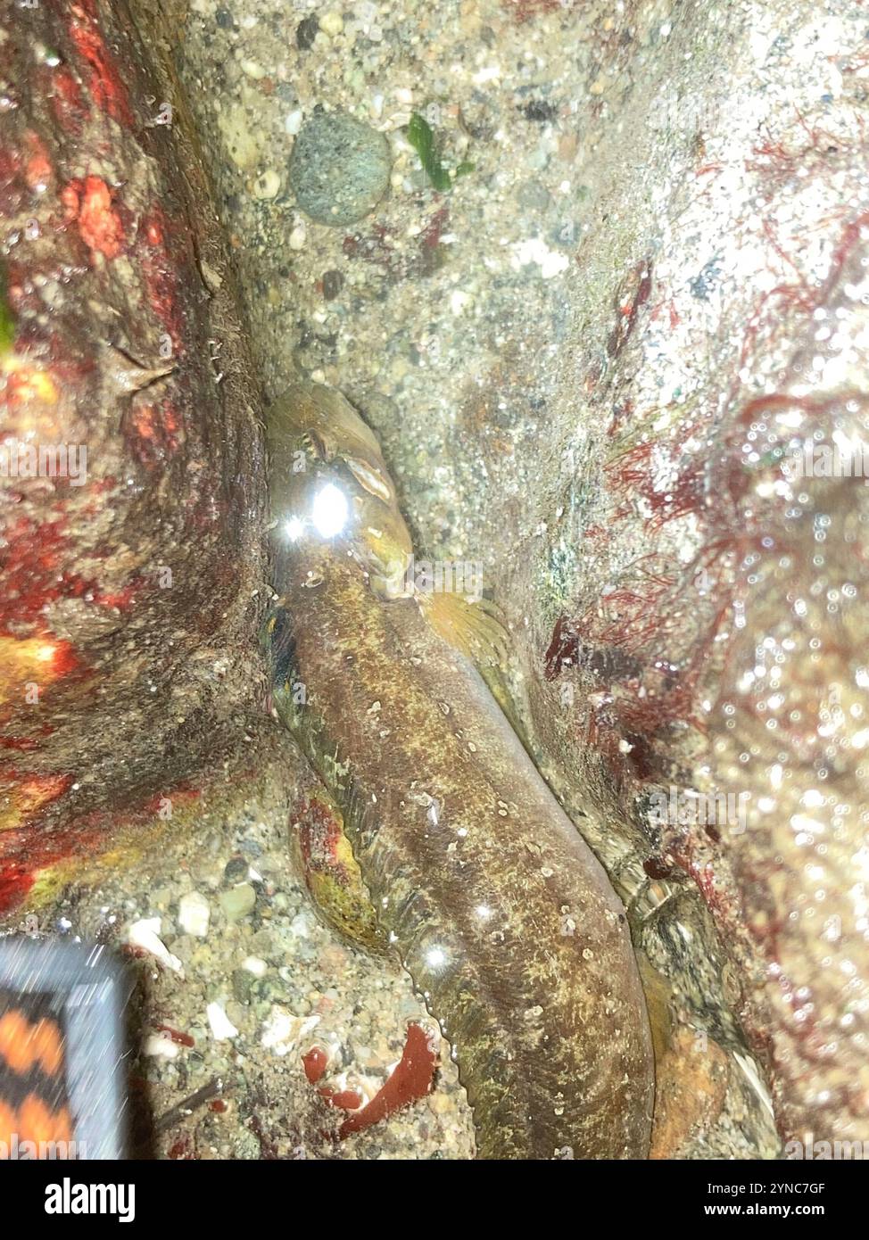 High Cockscomb (Anoplarchus purpurescens Stock Photo - Alamy