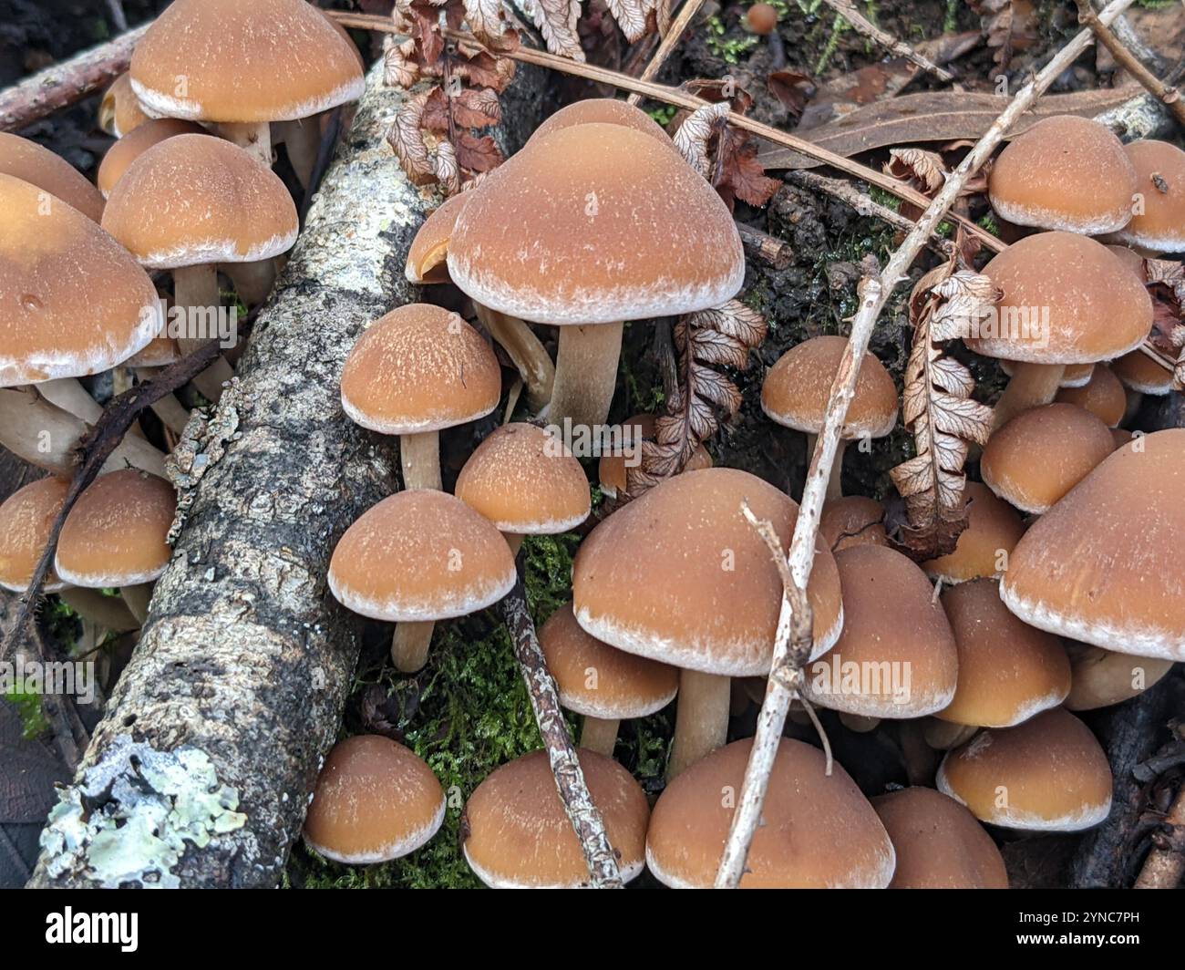 Common Stump Brittlestem (Psathyrella piluliformis Stock Photo - Alamy