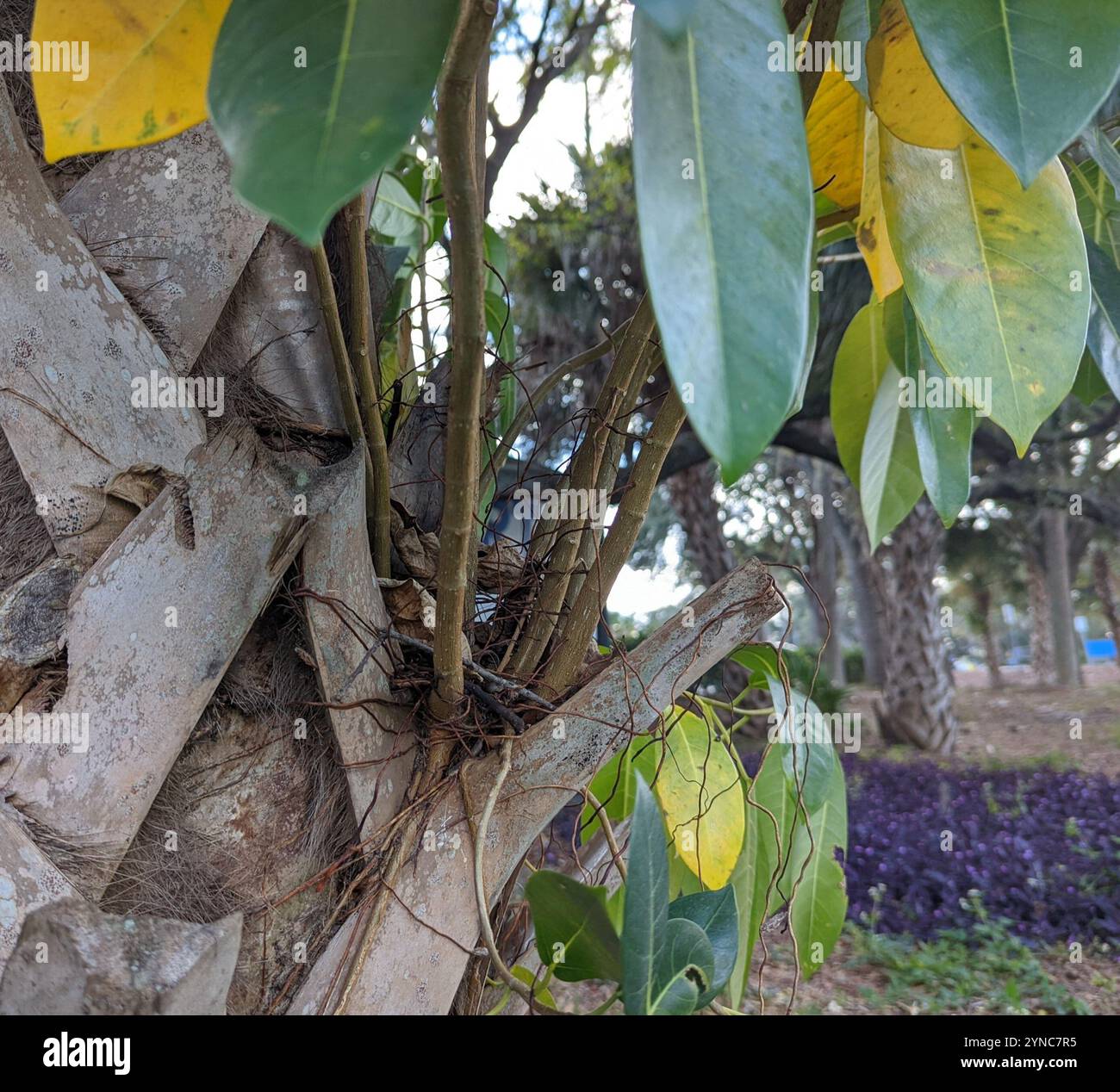 Florida Strangler Fig (Ficus aurea Stock Photo - Alamy