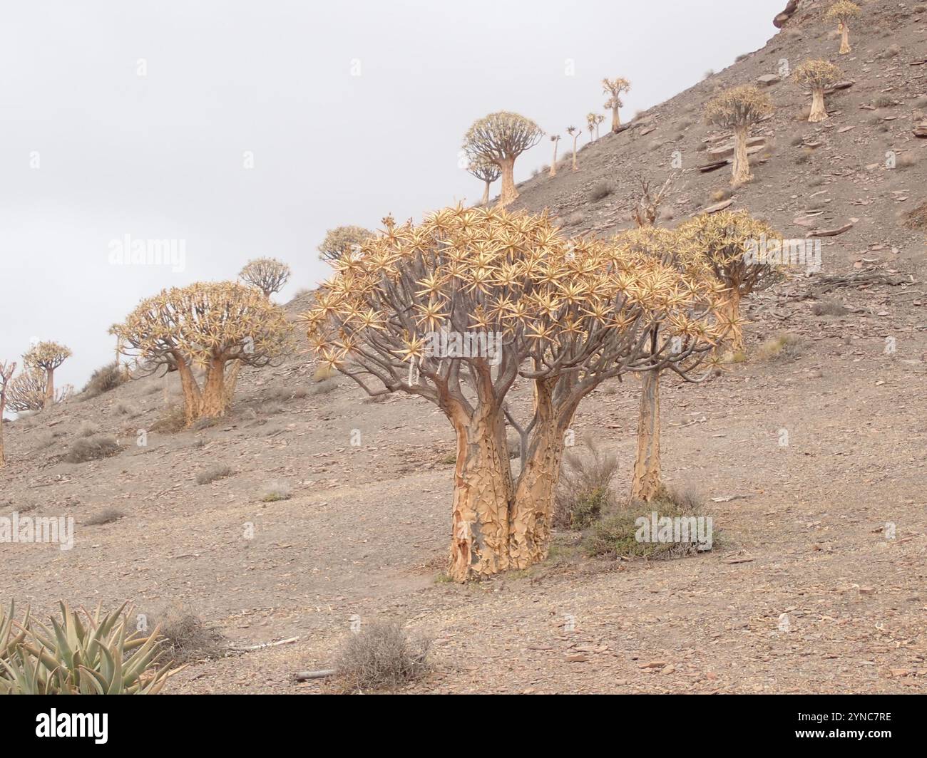Quiver Tree (Aloidendron dichotomum Stock Photo - Alamy