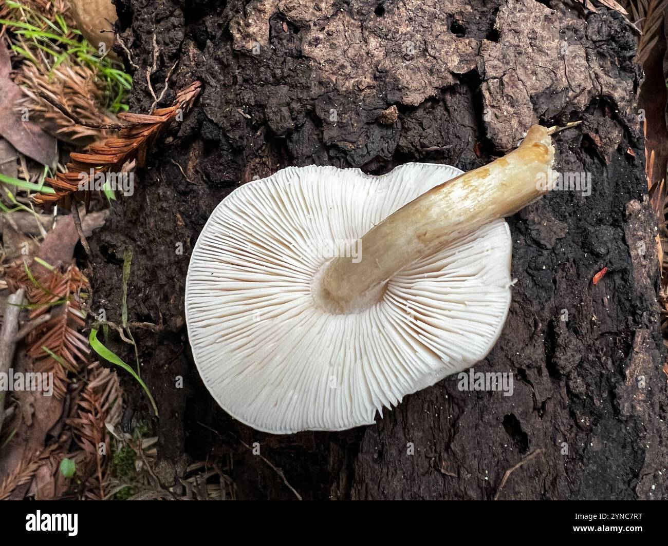 Deer Mushroom (Pluteus cervinus Stock Photo - Alamy