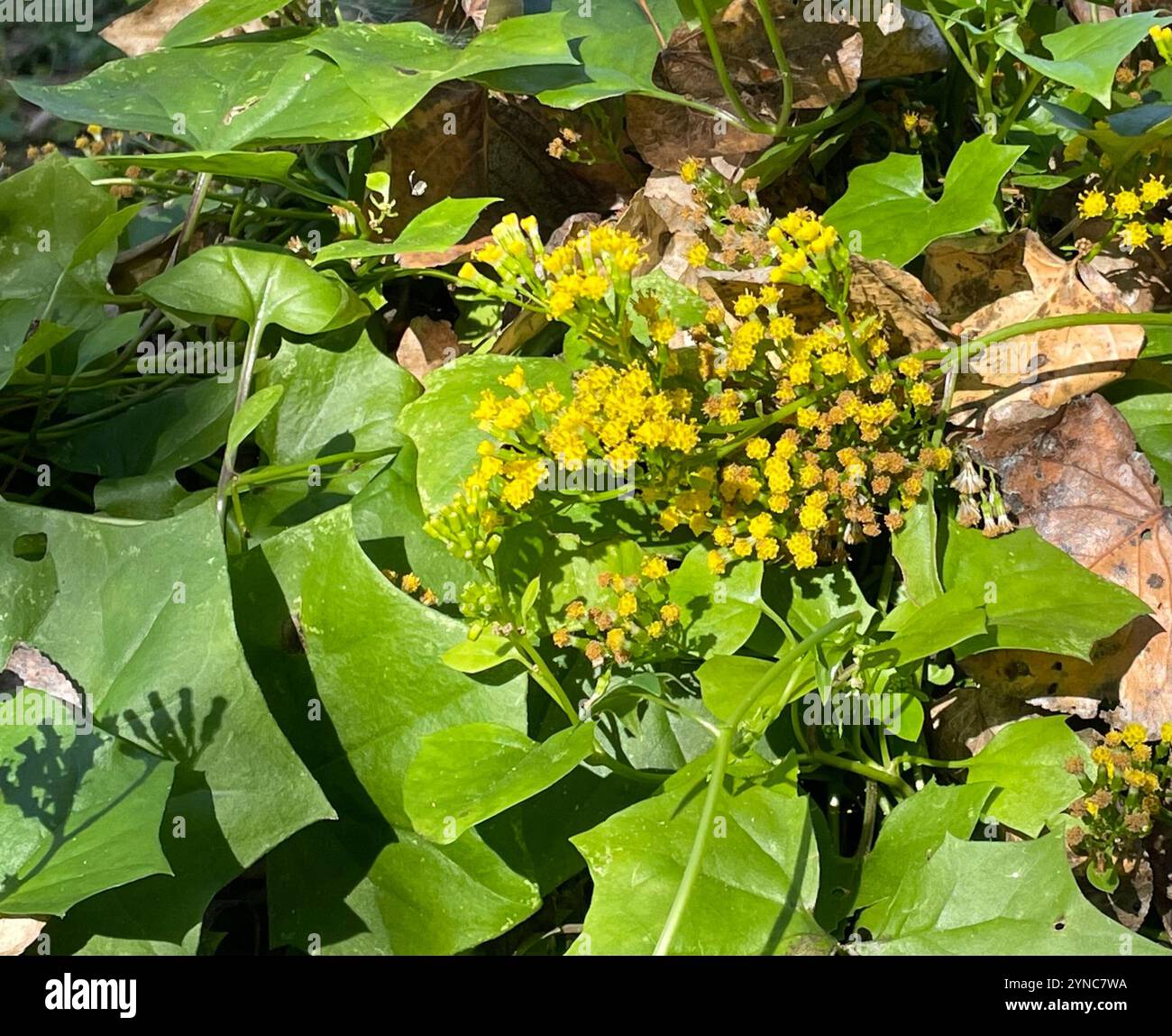 Cape-ivy (Delairea odorata Stock Photo - Alamy