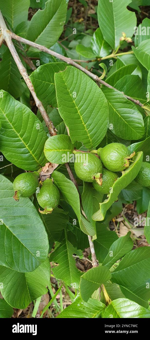 Common guava (Psidium guajava Stock Photo - Alamy