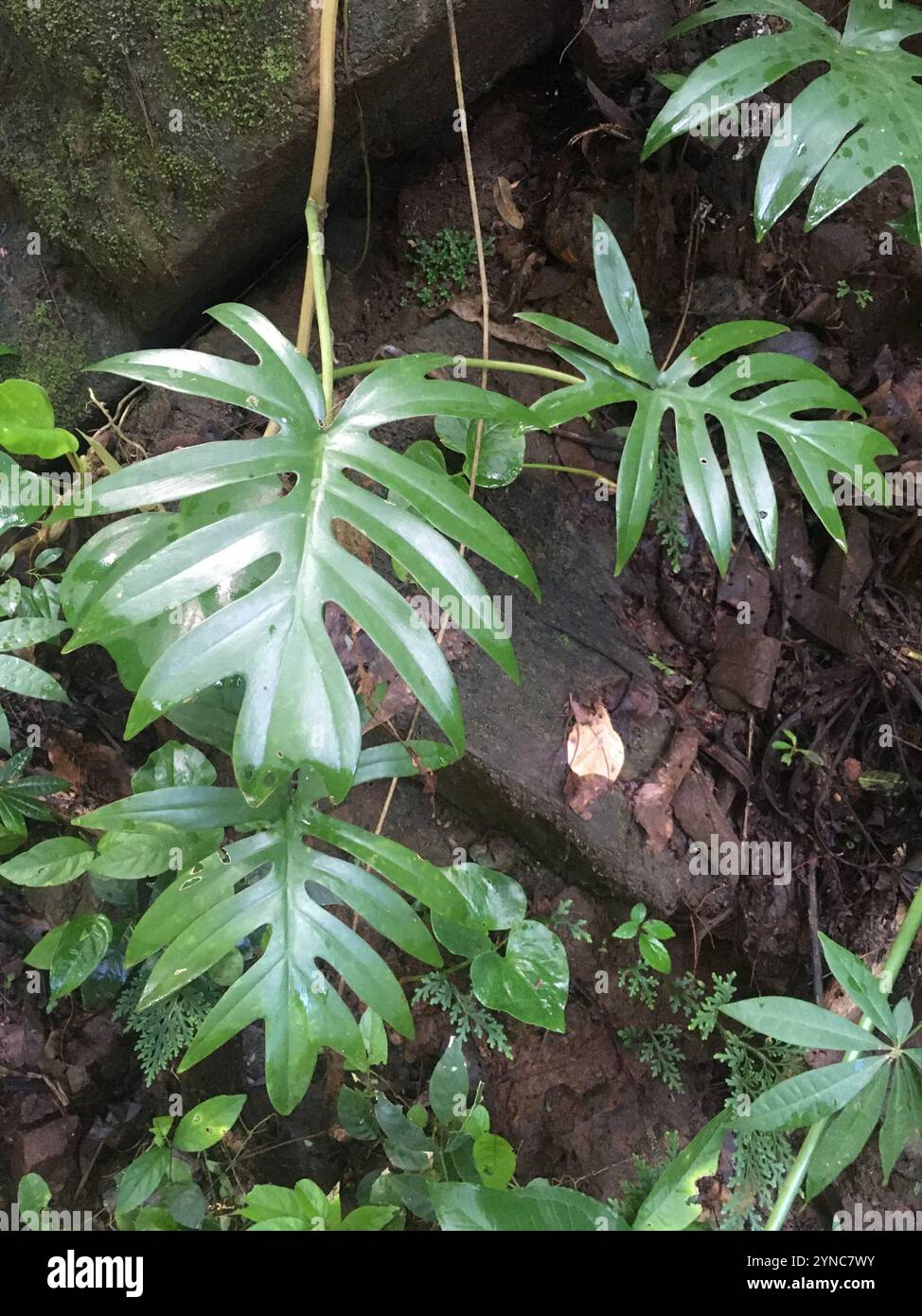 Mayoi hi-res stock photography and images - Alamy