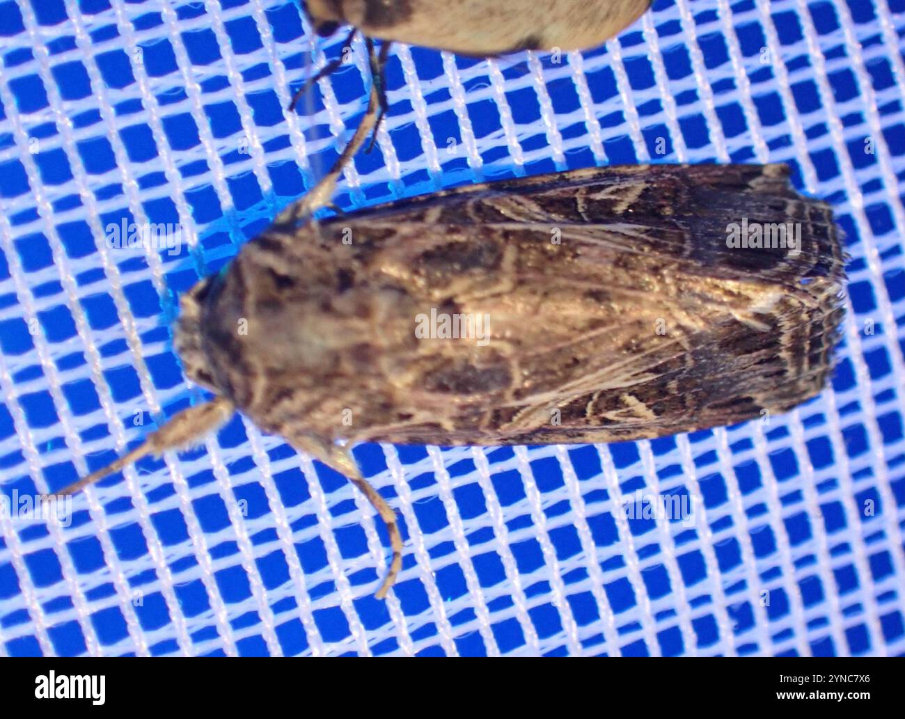 Mediterranean Brocade (Spodoptera littoralis Stock Photo - Alamy