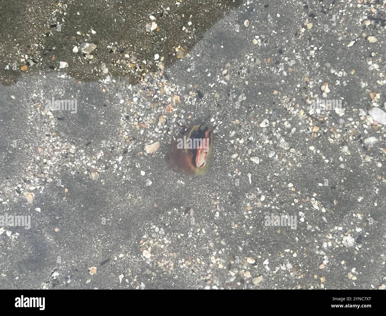 Black Tegula (Tegula funebralis Stock Photo - Alamy