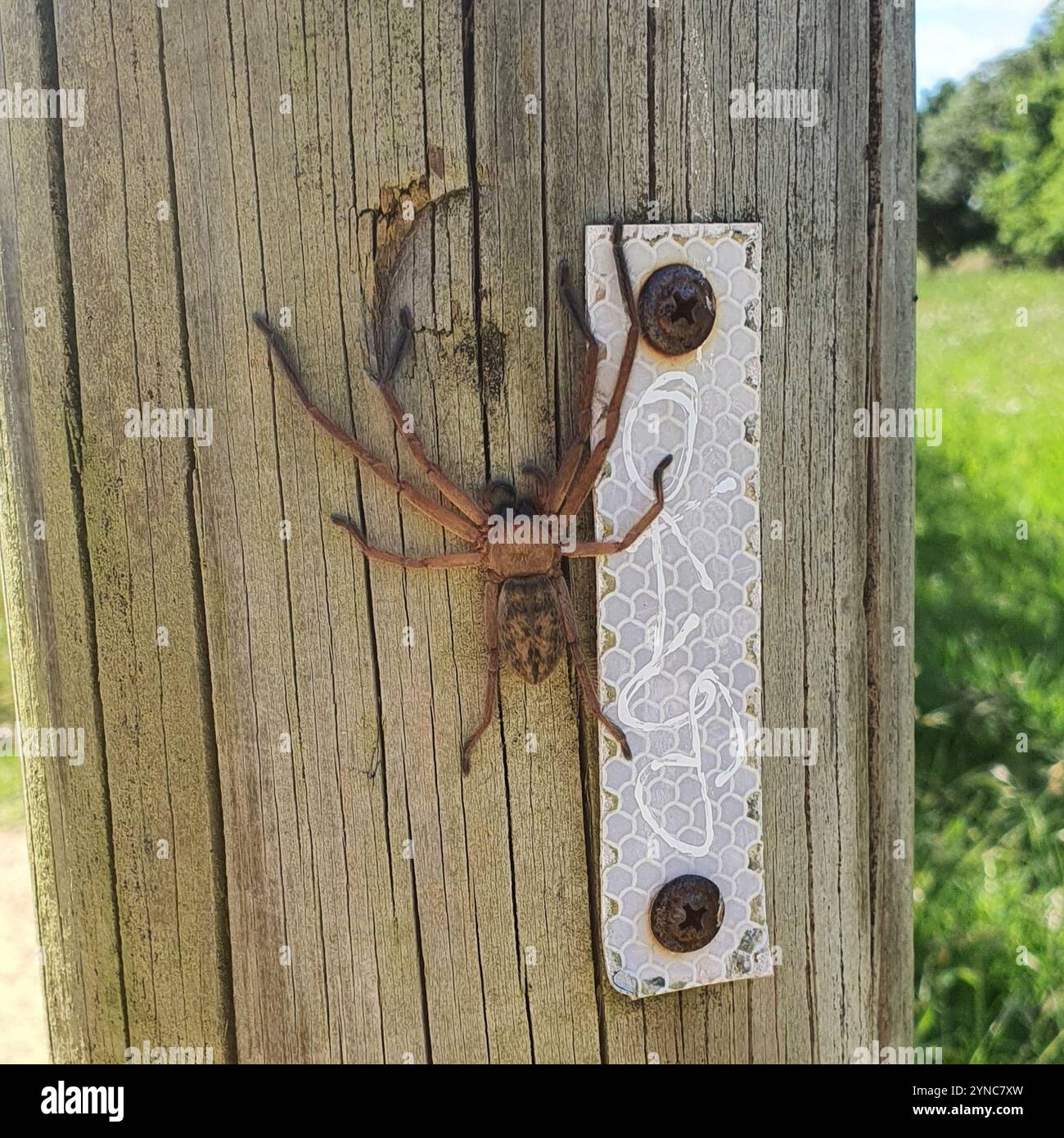 Social Huntsman Spider (Delena cancerides Stock Photo - Alamy
