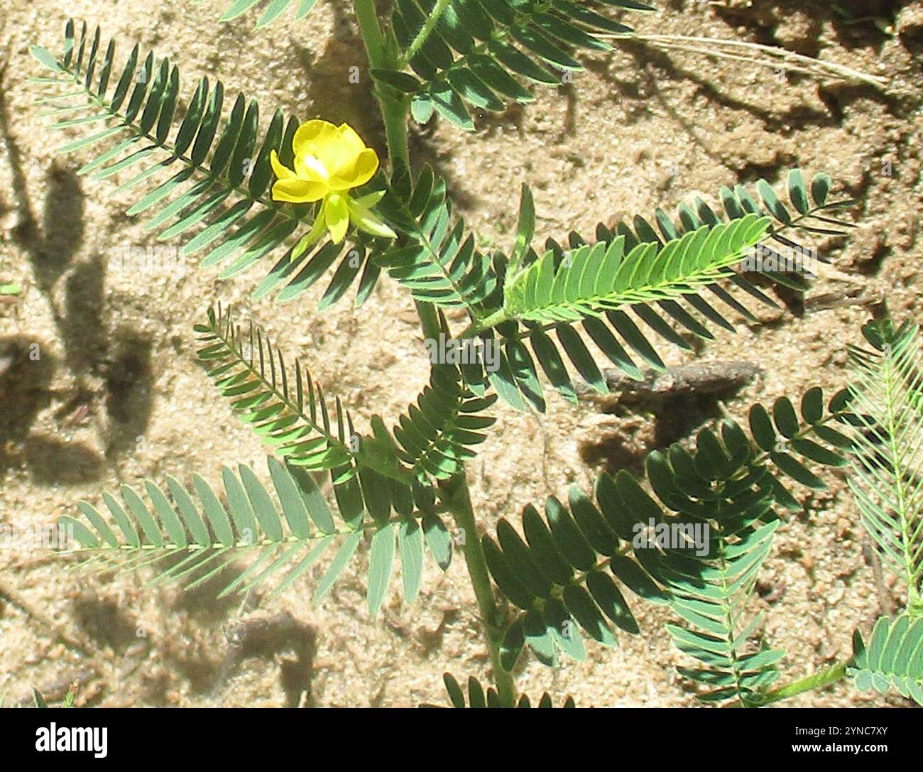 sensitive and partridge peas (Chamaecrista Stock Photo - Alamy