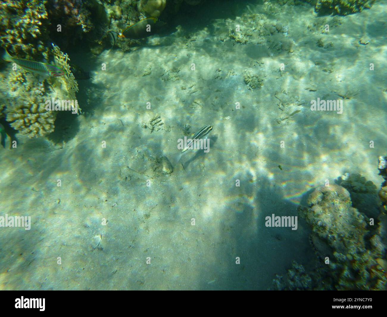 Arabian Monocle Bream (Scolopsis ghanam Stock Photo - Alamy