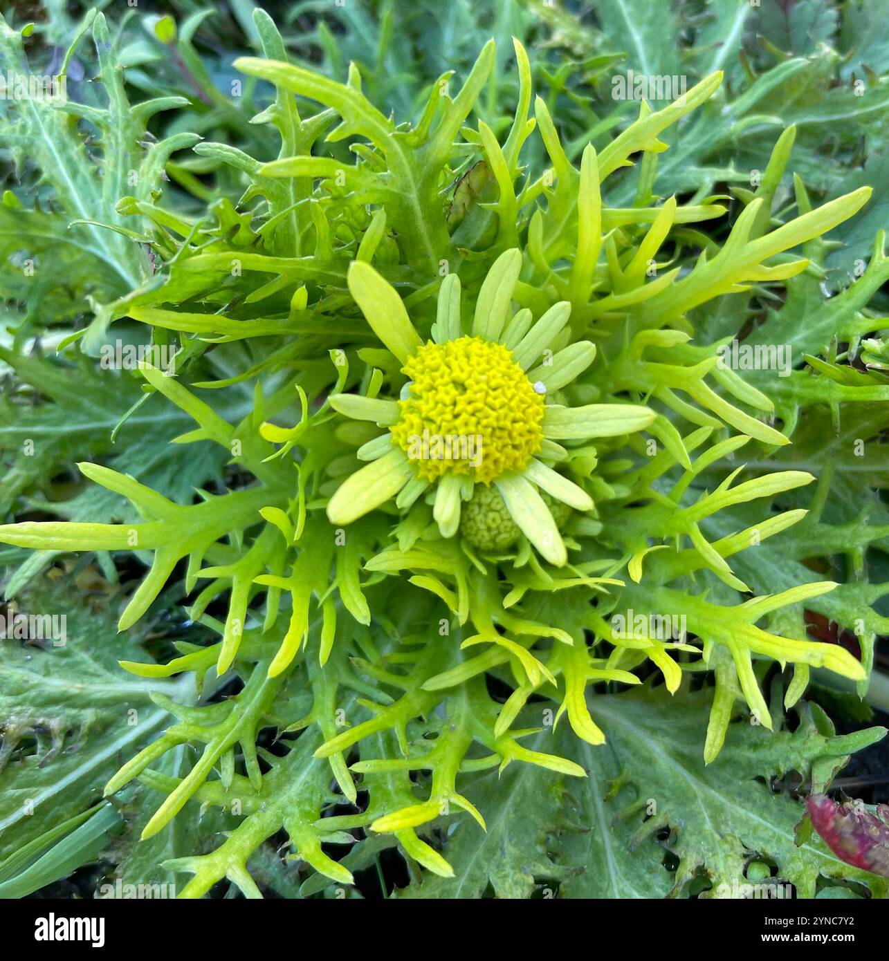 Sanicula arctopoides hi-res stock photography and images - Alamy