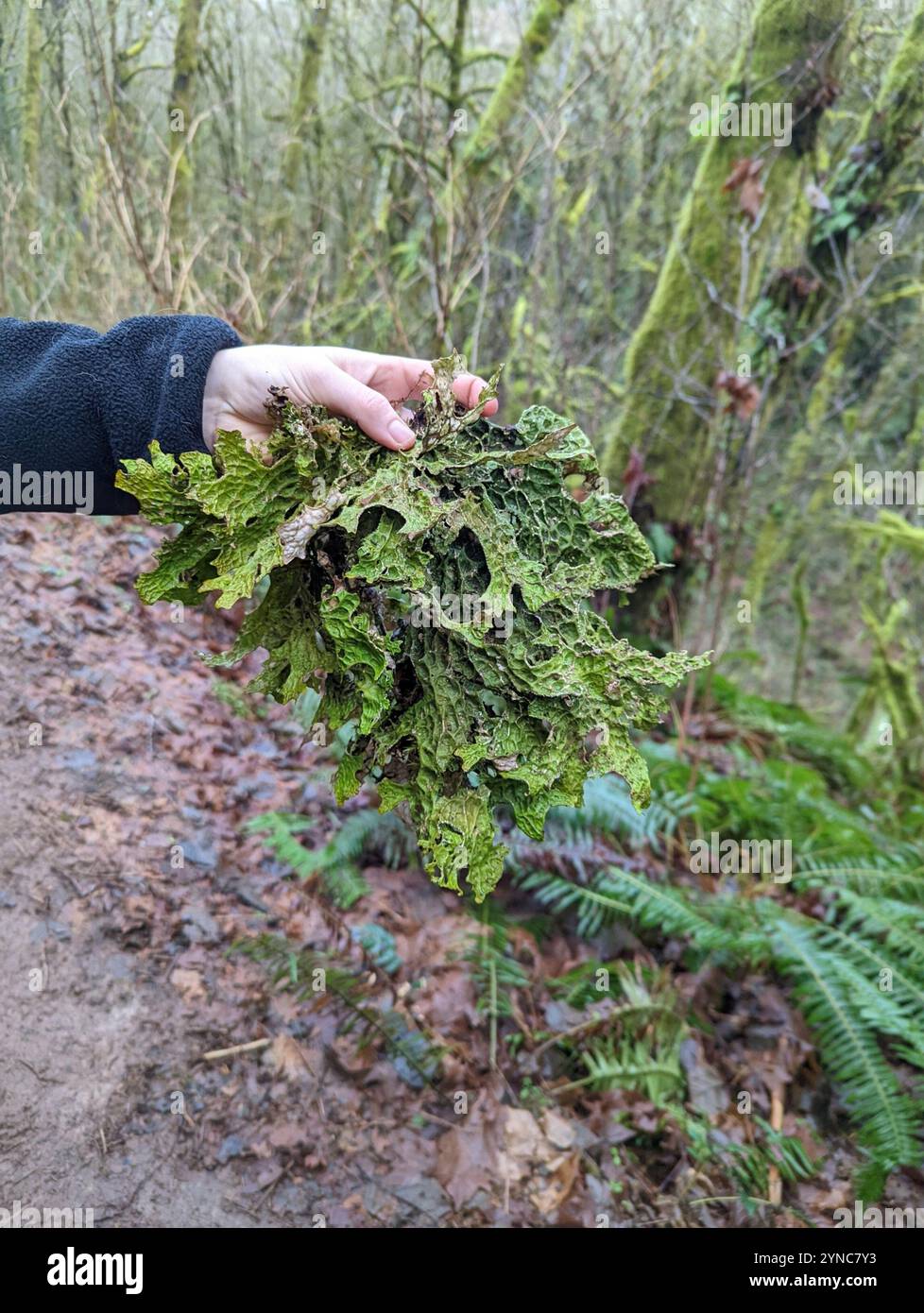 Tree Lungwort (Lobaria pulmonaria Stock Photo - Alamy