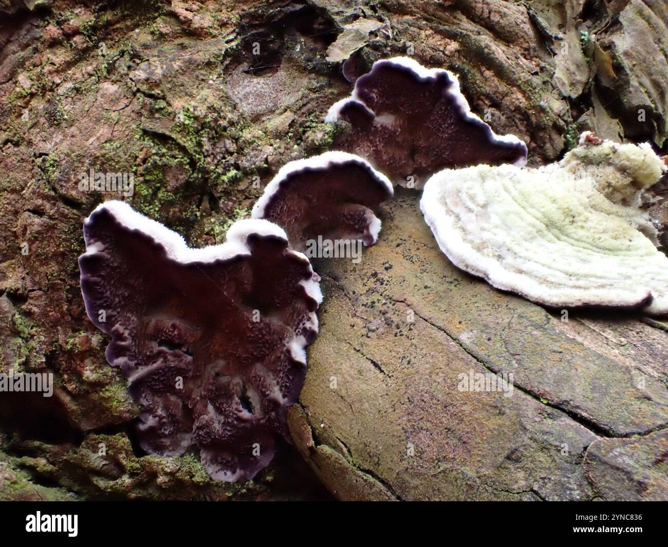 Purplepore Bracket (Trichaptum abietinum Stock Photo - Alamy