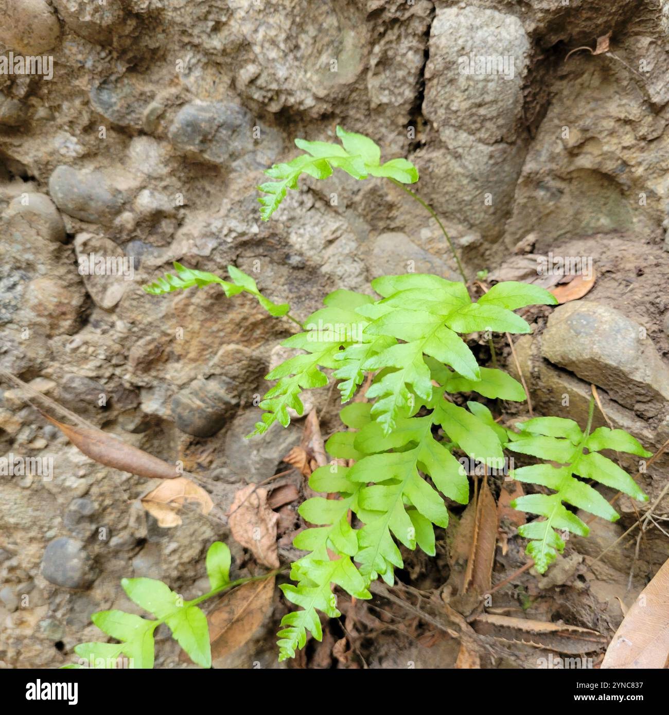 California Polypody (Polypodium californicum Stock Photo - Alamy