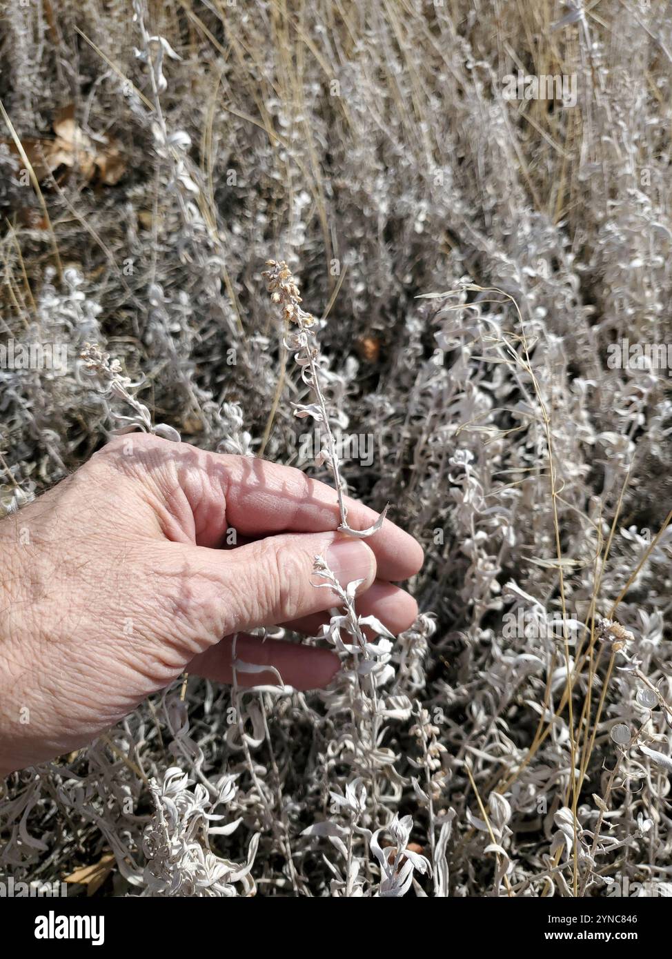 Silver Sagebrush (Artemisia cana Stock Photo - Alamy