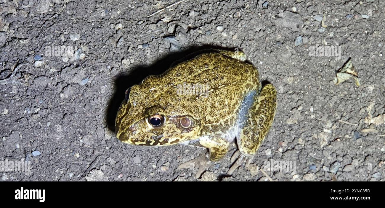 New Holland Frog (Ranoidea novaehollandiae Stock Photo - Alamy