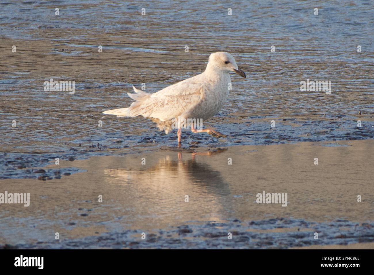 Larus glaucoides thayeri hi-res stock photography and images - Alamy