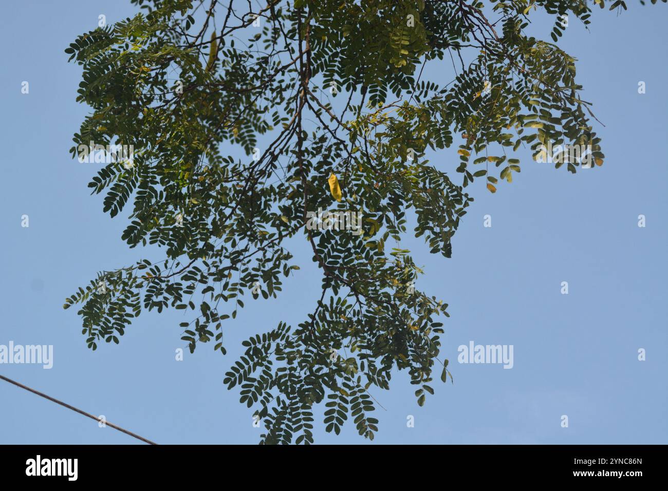 lebbeck (Albizia lebbeck Stock Photo - Alamy