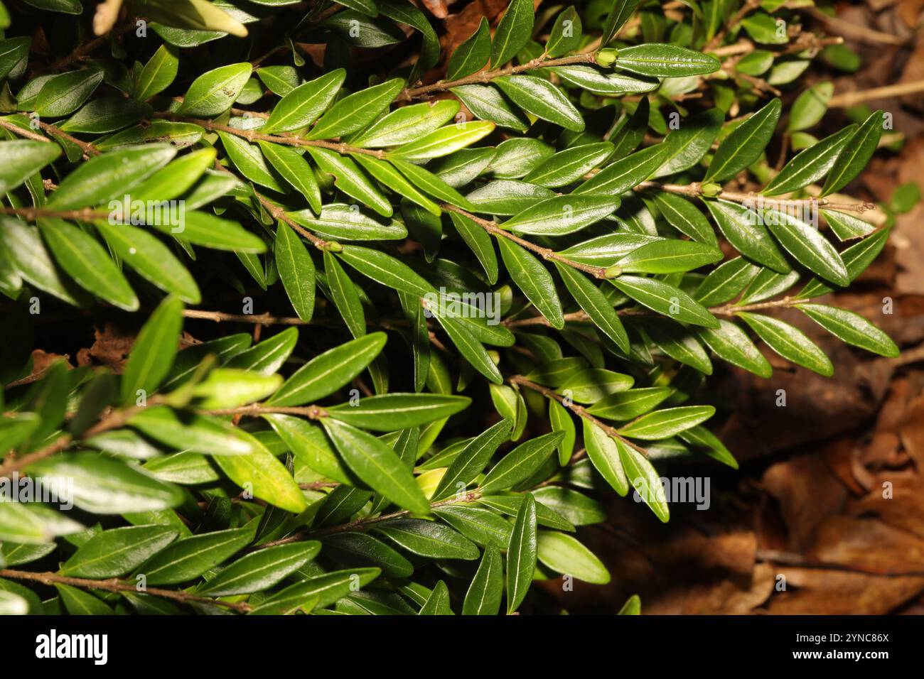 Boxleaf Honeysuckle (Lonicera ligustrina Stock Photo - Alamy