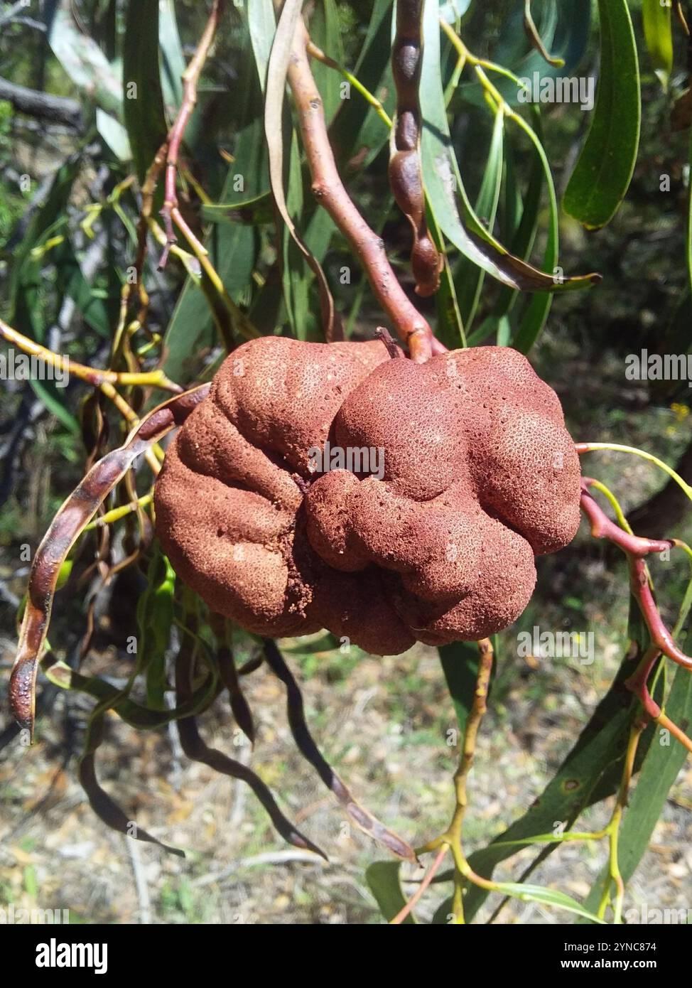 wattle gall rusts (Uromycladium Stock Photo - Alamy
