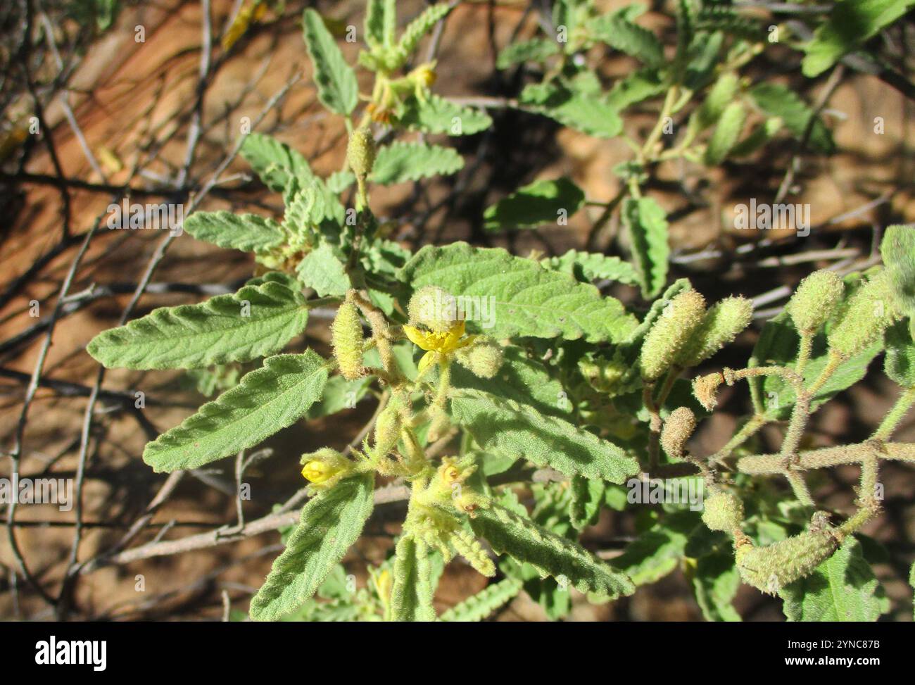 Mallow and Hibiscus Family (Malvaceae Stock Photo - Alamy