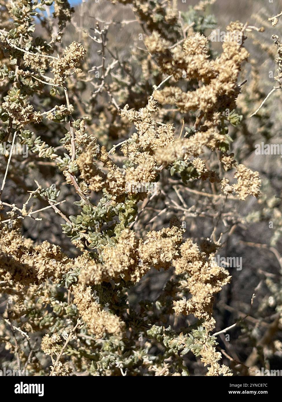 Saltbush cattle hi-res stock photography and images - Alamy