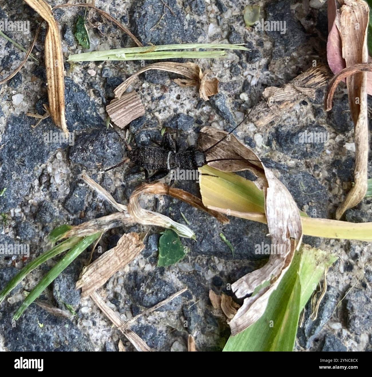 Teleogryllus hi-res stock photography and images - Alamy