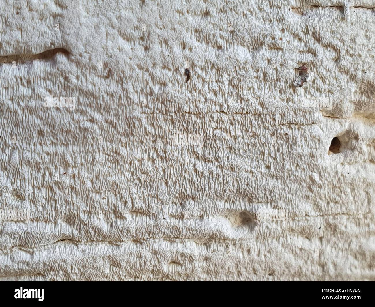 Xantha hi-res stock photography and images - Alamy